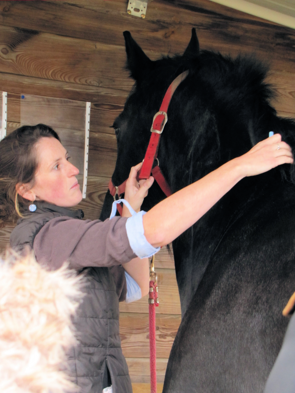 Classequine, formation soin équestre- Le Blog chevaletmoi