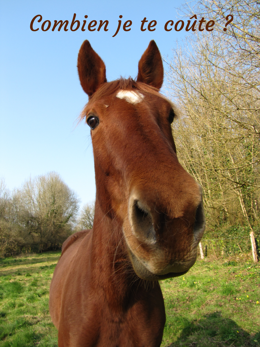 Gérer son budget {équestre} - Le Blog cheval et moi